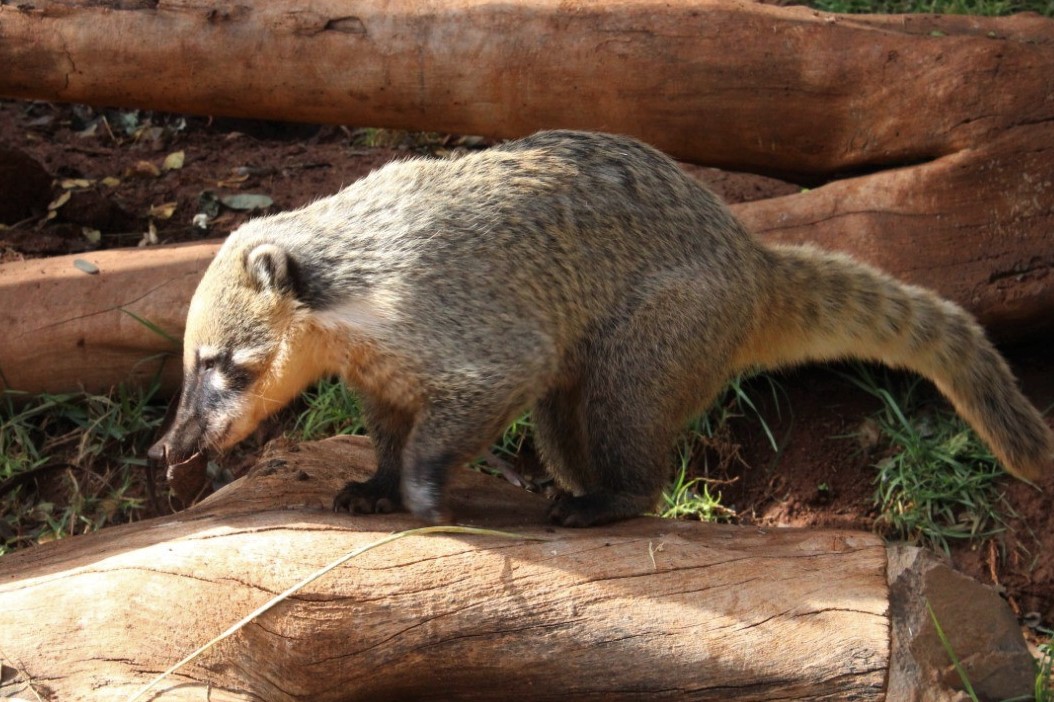 South american coati - Jungle Park