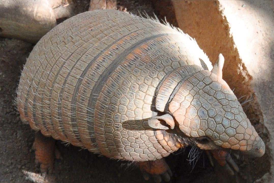 Six-banded armadillo - Jungle Park