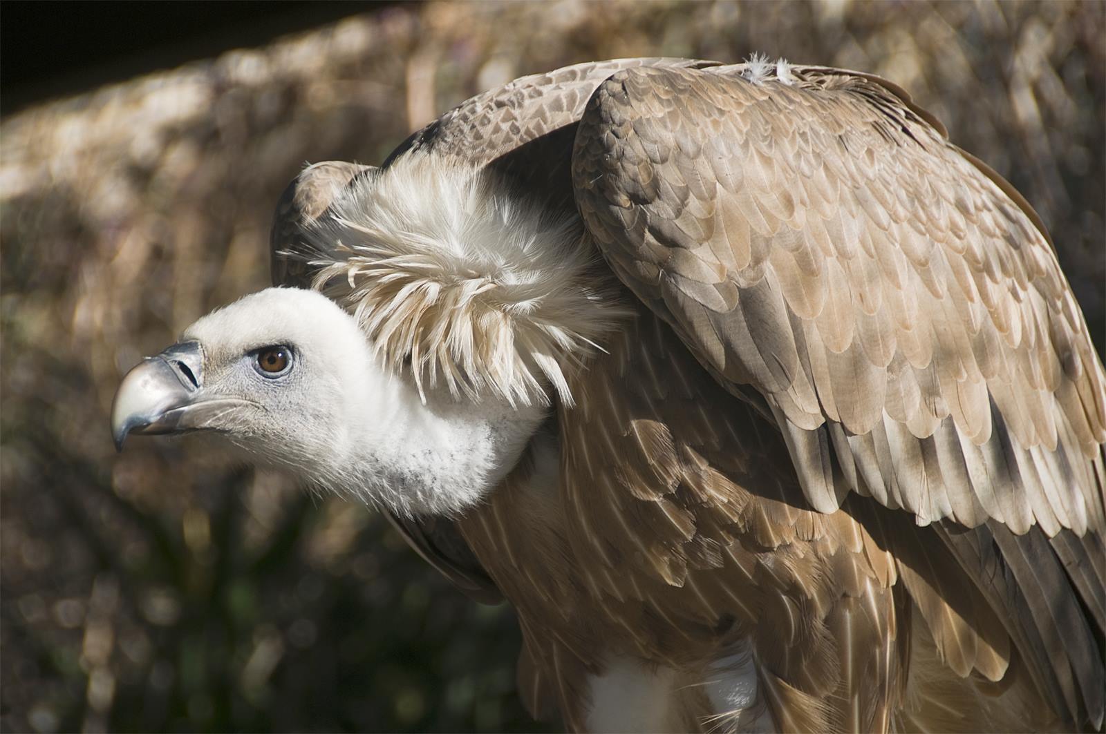 Buitre leonado - Jungle Park