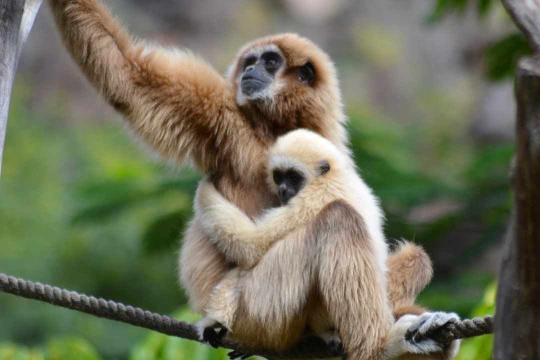 Gibón de manos blancas - Jungle Park