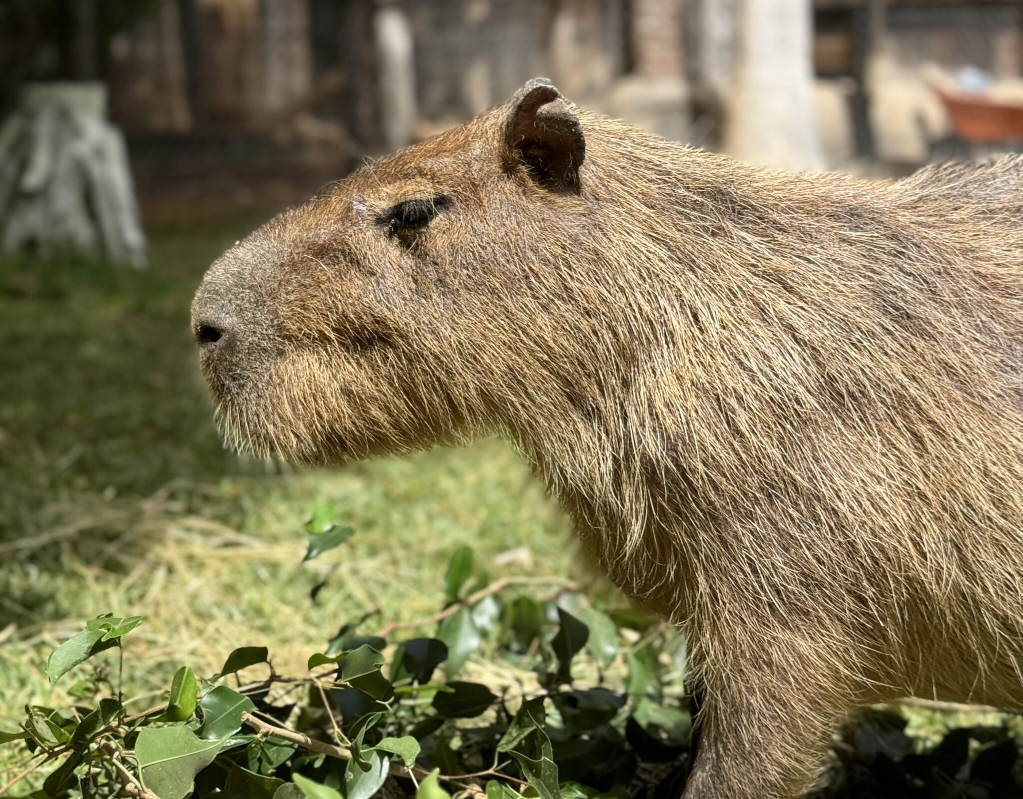 Capibara - Jungle Park