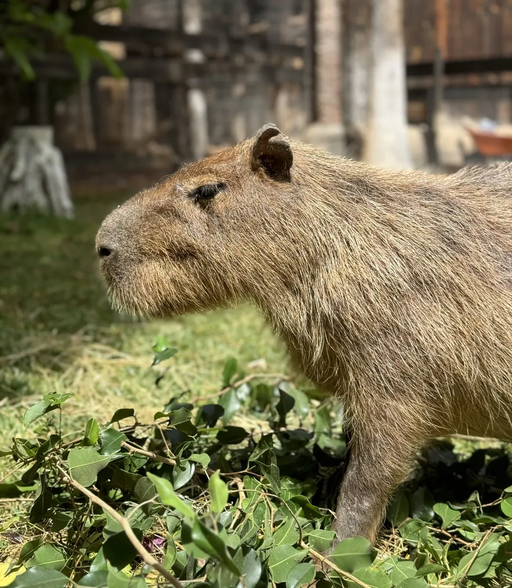 New in 2025! - Jungle Park