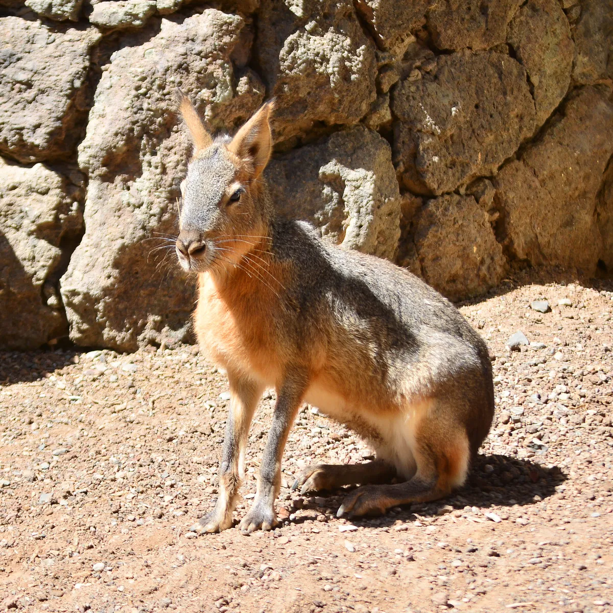 Mara Patagónica - Jungle Park